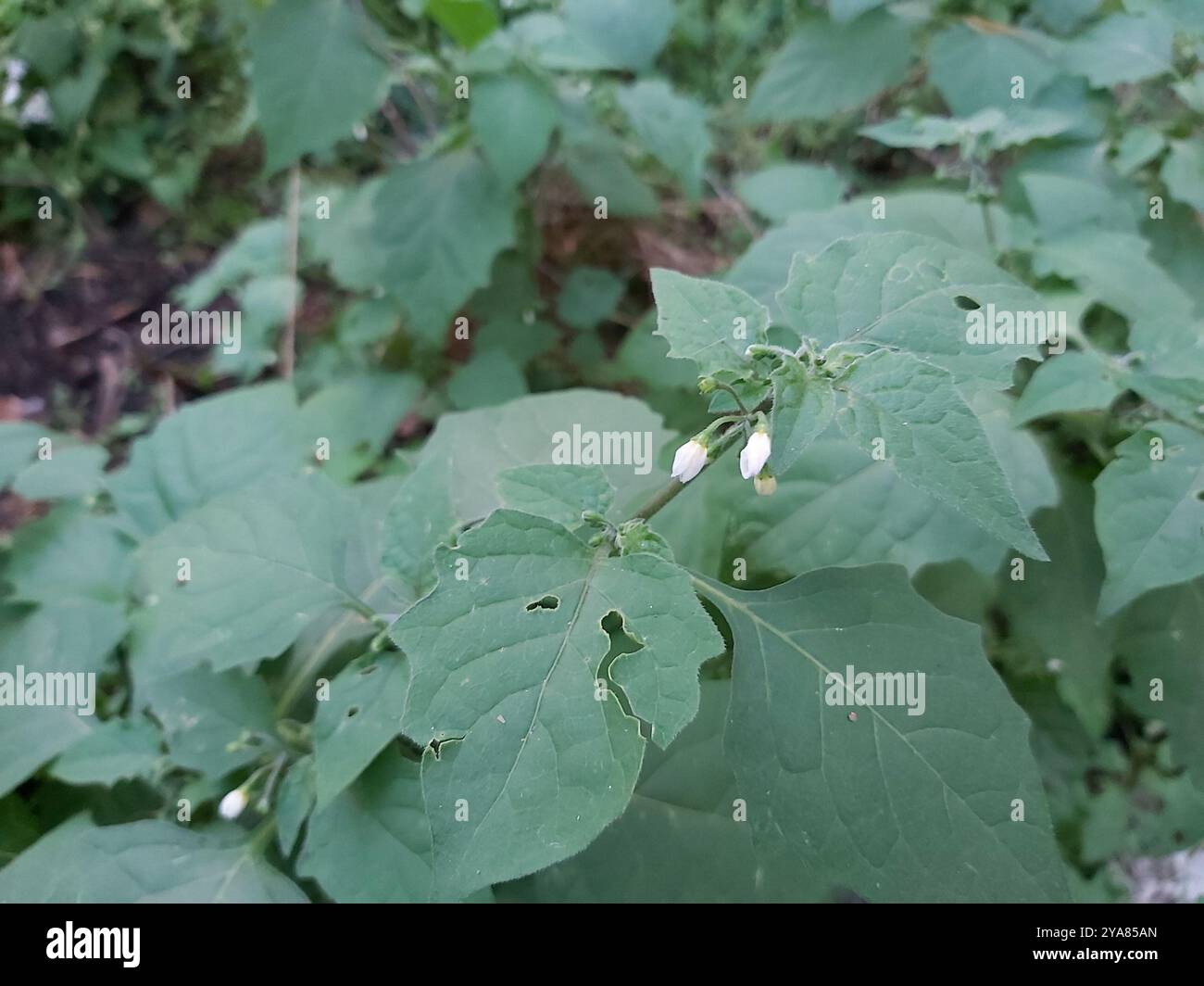 black nightshade (Solanum nigrum) Plantae Stock Photo - Alamy