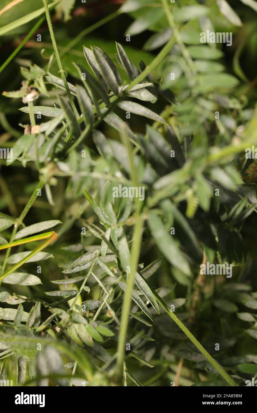 Powdery mildew pea hi-res stock photography and images - Alamy