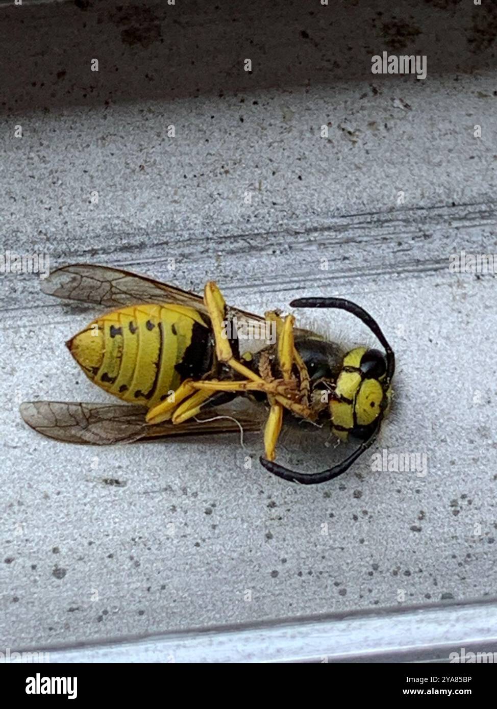 German Yellowjacket (Vespula germanica) Insecta Stock Photo - Alamy