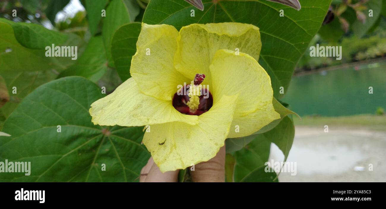 sea hibiscus (Hibiscus tiliaceus) Plantae Stock Photo - Alamy