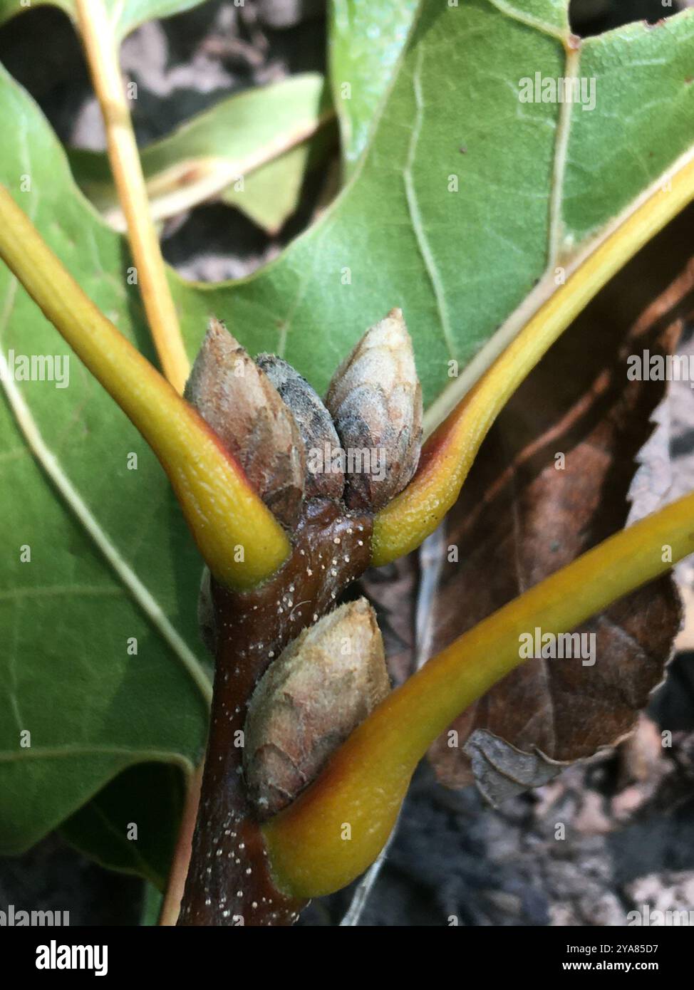 black oak (Quercus velutina) Plantae Stock Photo - Alamy