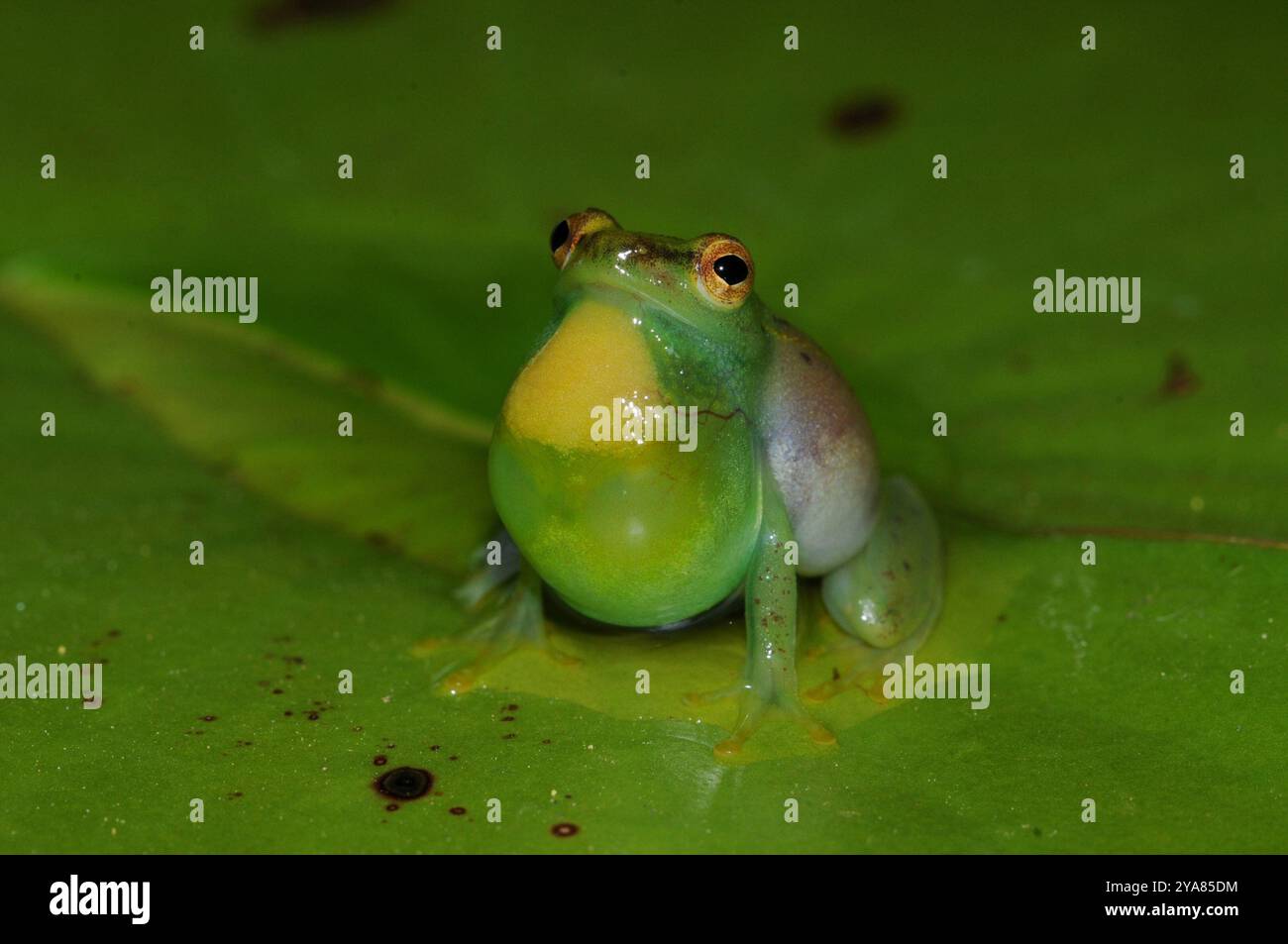 Water Lily Reed Frog (Hyperolius pusillus) Amphibia Stock Photo - Alamy