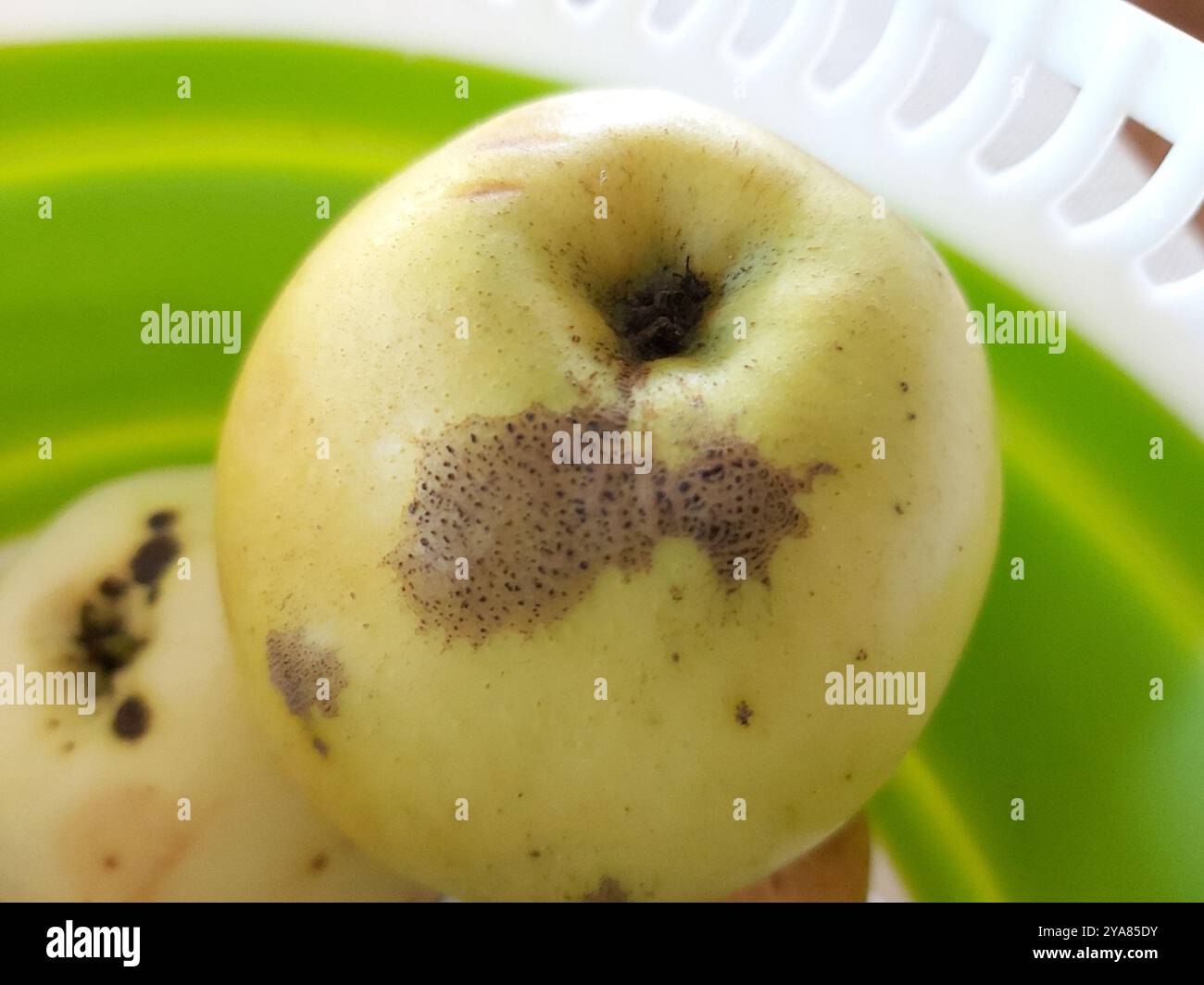 Apple Scab (Venturia inaequalis) Fungi Stock Photo - Alamy