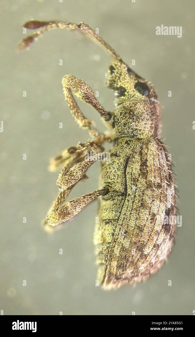Peach Root Weevil (Pseudoedophrys hilleri) Insecta Stock Photo - Alamy