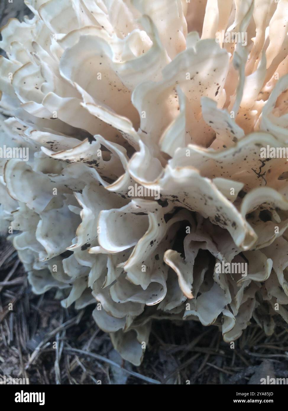 Eastern cauliflower mushroom (Sparassis spathulata) Fungi Stock Photo ...
