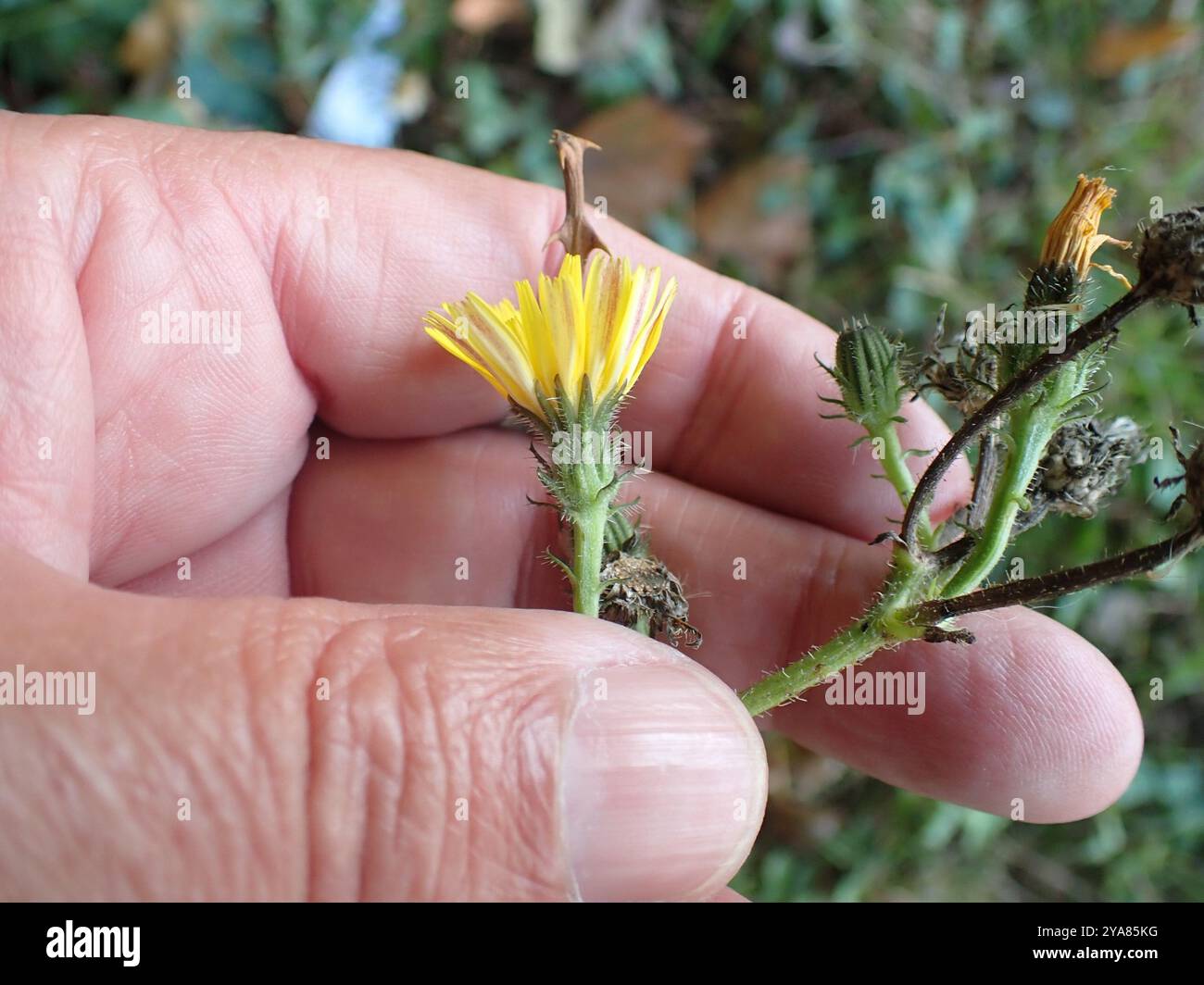 Hoary Ragwort (Jacobaea erucifolia) Plantae Stock Photo - Alamy
