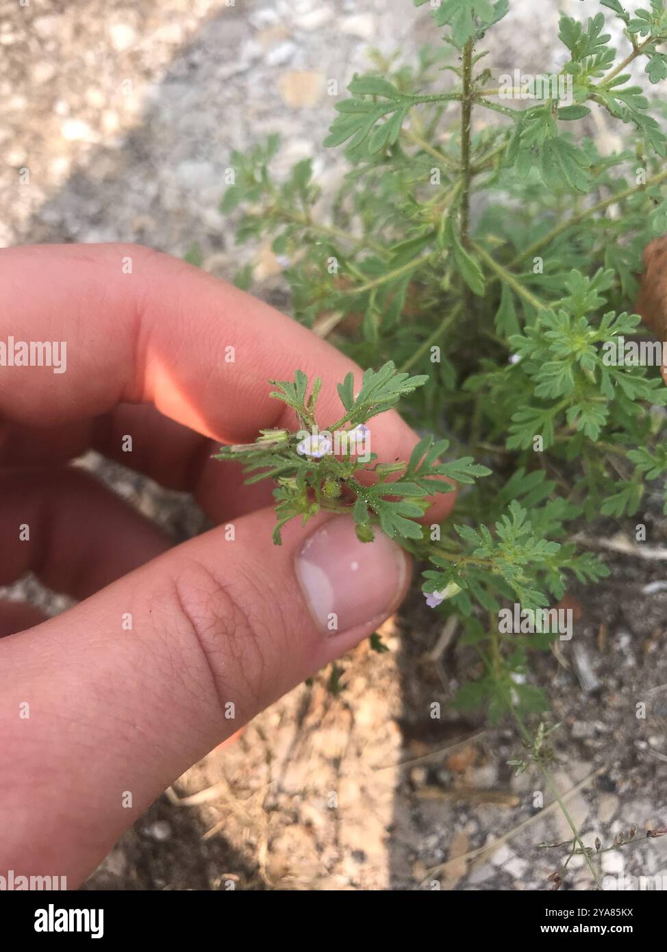 Obi-Wan conobea (Leucospora multifida) Plantae Stock Photo - Alamy
