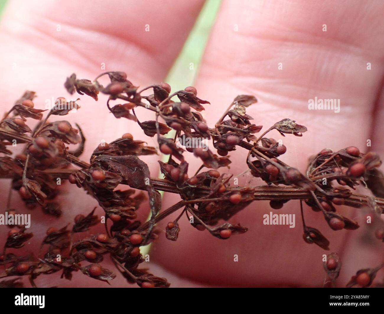 Clustered Dock (Rumex conglomeratus) Plantae Stock Photo - Alamy
