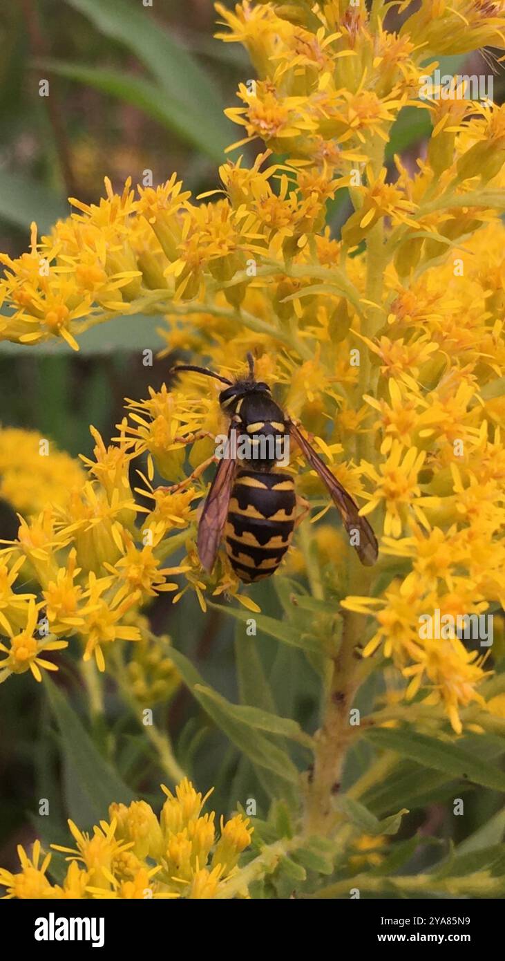 Common Aerial Yellowjacket (Dolichovespula arenaria) Insecta Stock ...