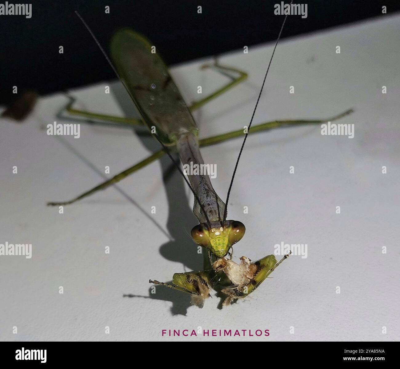 Stagmatoptera hi-res stock photography and images - Alamy