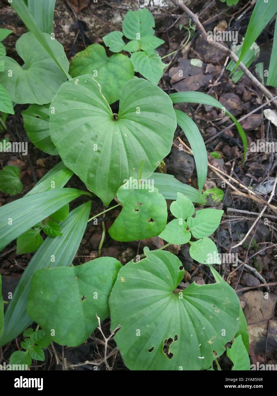 tall shield orchid (Nervilia concolor) Plantae Stock Photo - Alamy