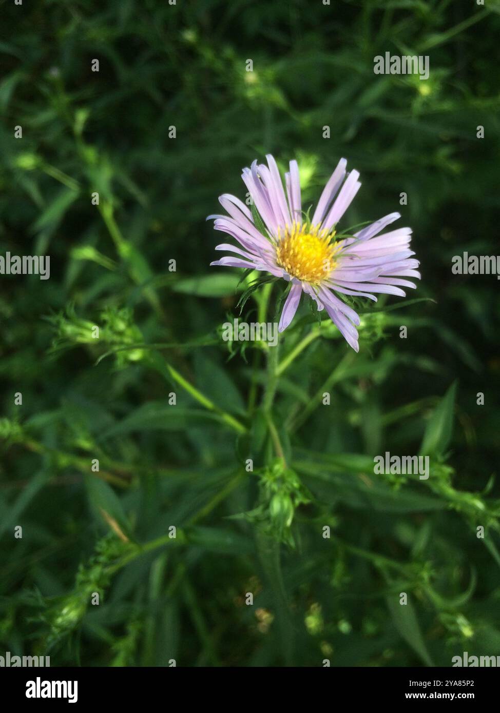swamp aster (Symphyotrichum puniceum) Plantae Stock Photo - Alamy