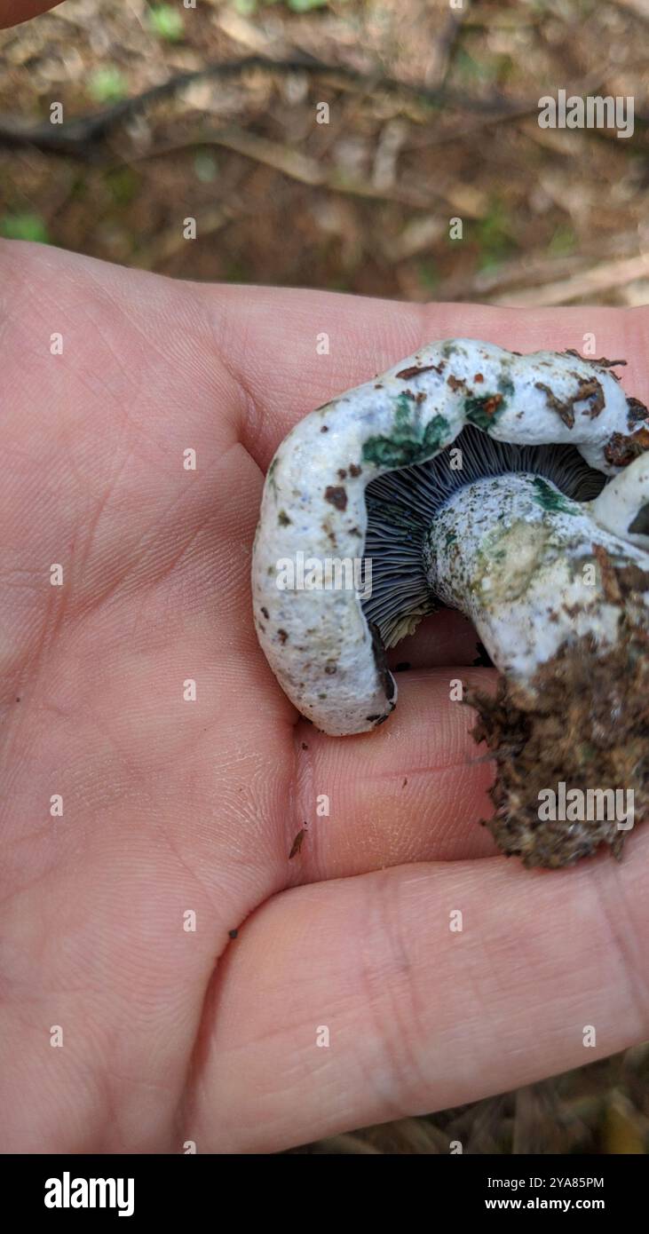indigo milk cap (Lactarius indigo) Fungi Stock Photo - Alamy