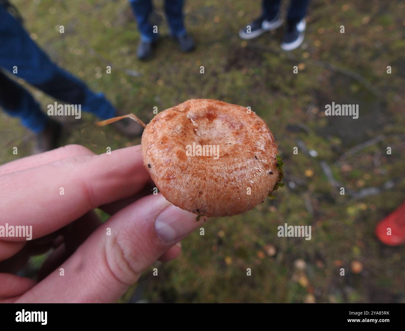 Woolly Milkcap (Lactarius torminosus) Fungi Stock Photo - Alamy