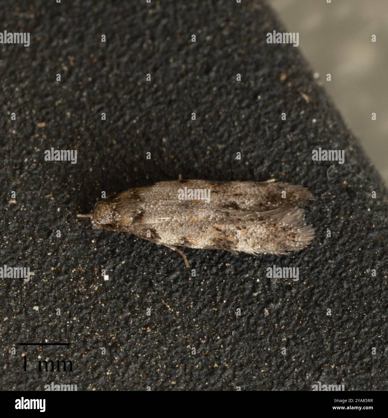 Curved-horn Moths (Gelechioidea) Insecta Stock Photo - Alamy