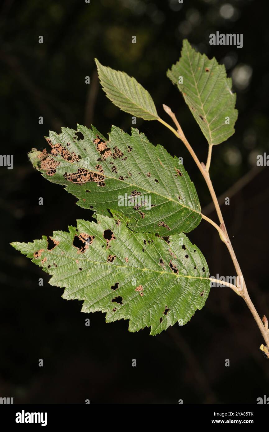 grey alder (Alnus incana) Plantae Stock Photo - Alamy