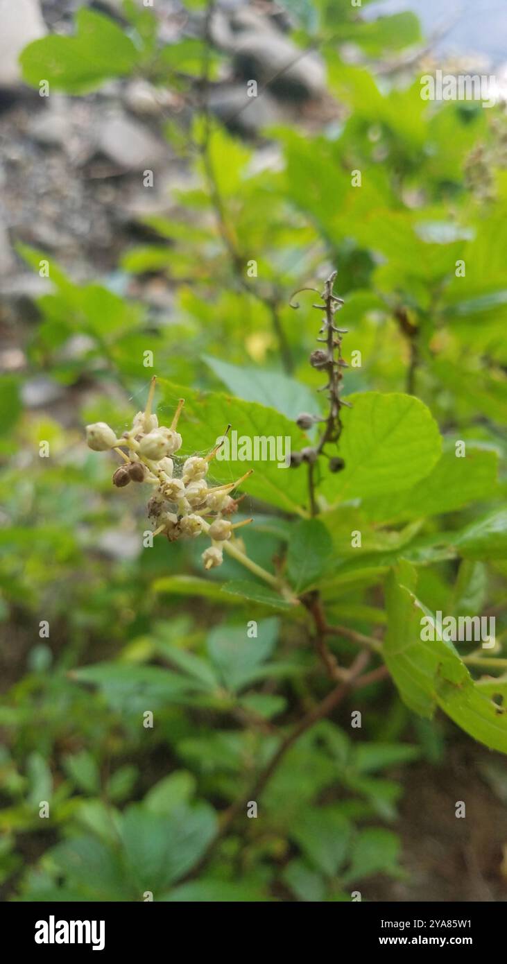 Sweet Pepperbush (Clethra alnifolia) Plantae Stock Photo - Alamy