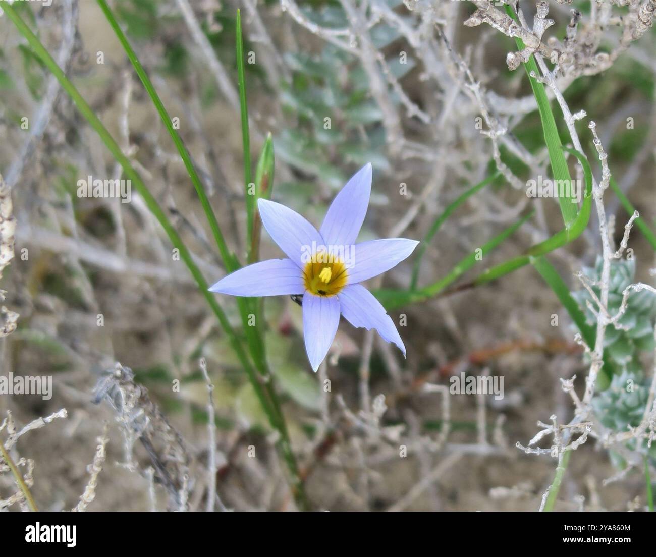 Table Froetang (Romulea tabularis) Plantae Stock Photo - Alamy