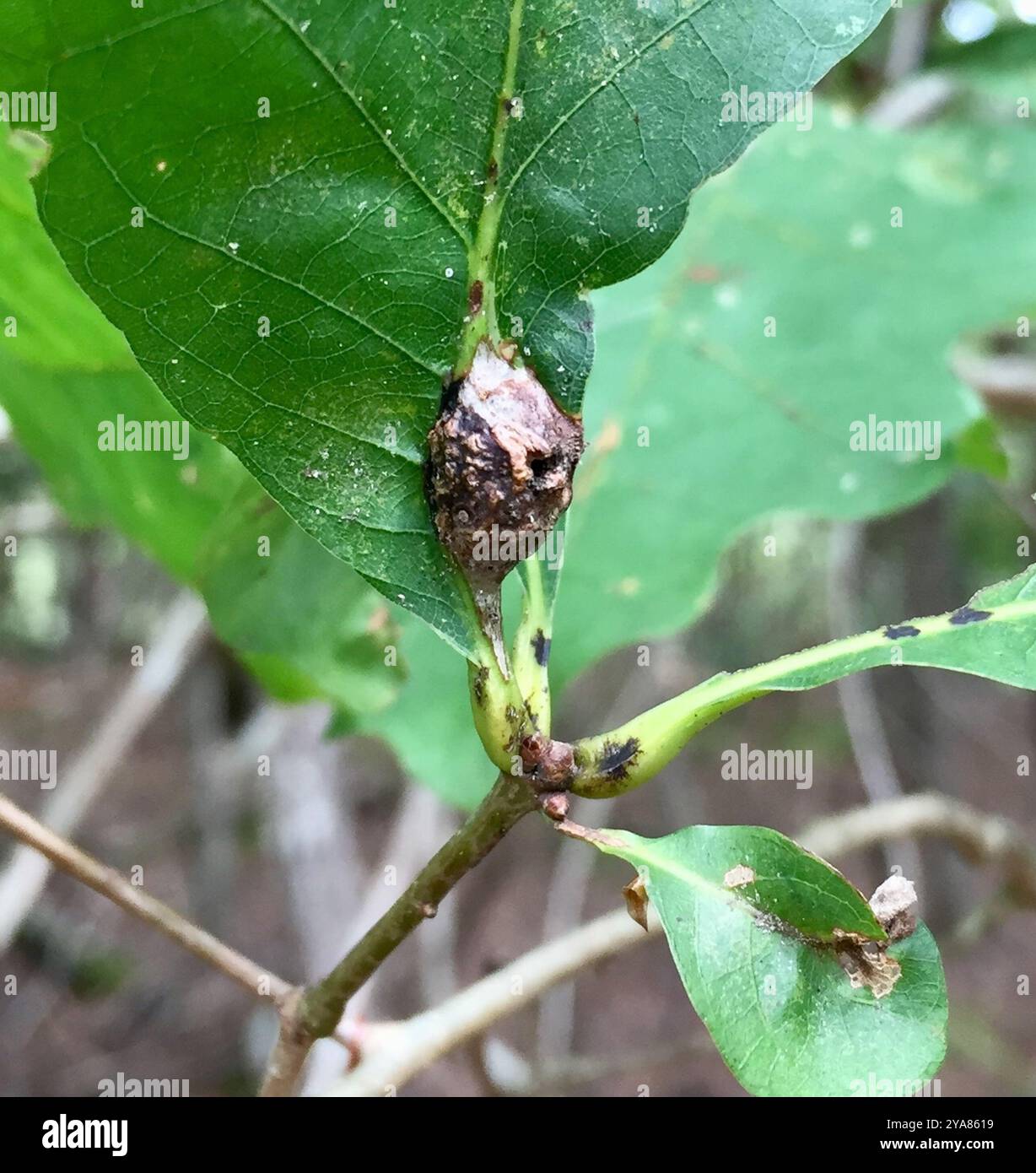 Oak Petiole Gall Wasp (Andricus quercuspetiolicola) Insecta Stock Photo - Alamy