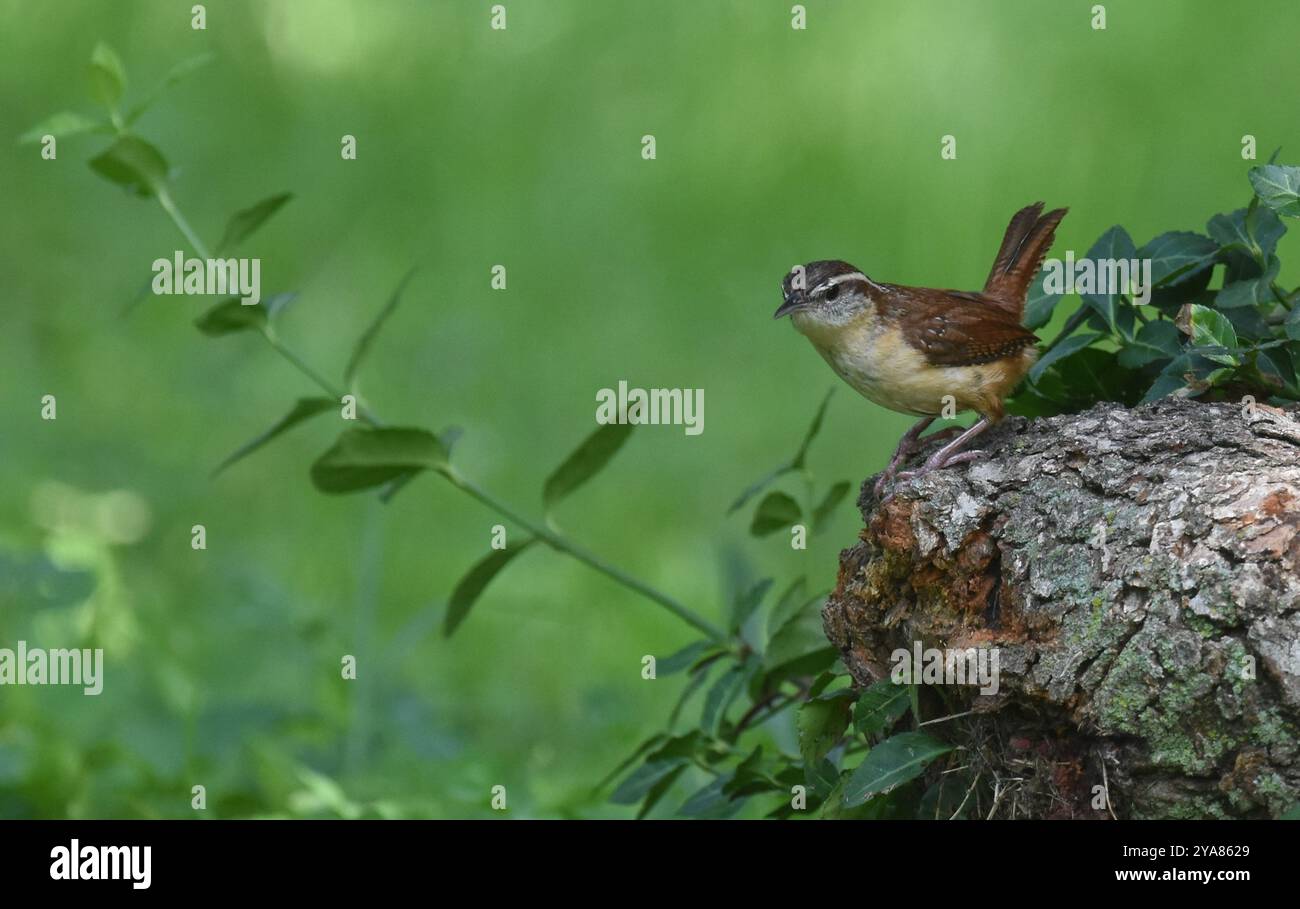 Carolina Wren (Thryothorus ludovicianus) Aves Stock Photo - Alamy
