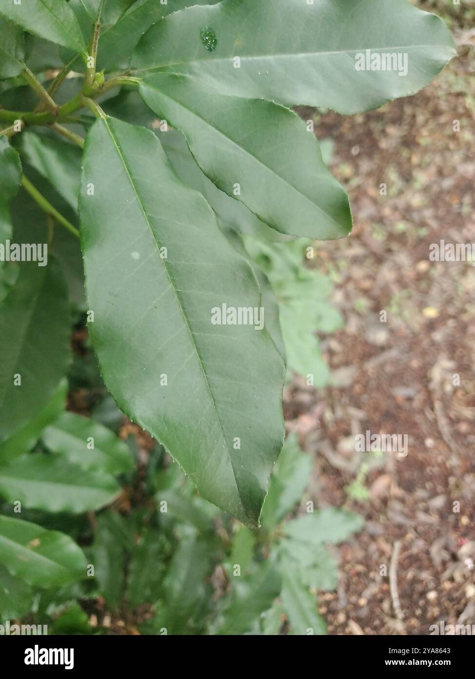 Chinese Photinia (Photinia serratifolia) Plantae Stock Photo - Alamy