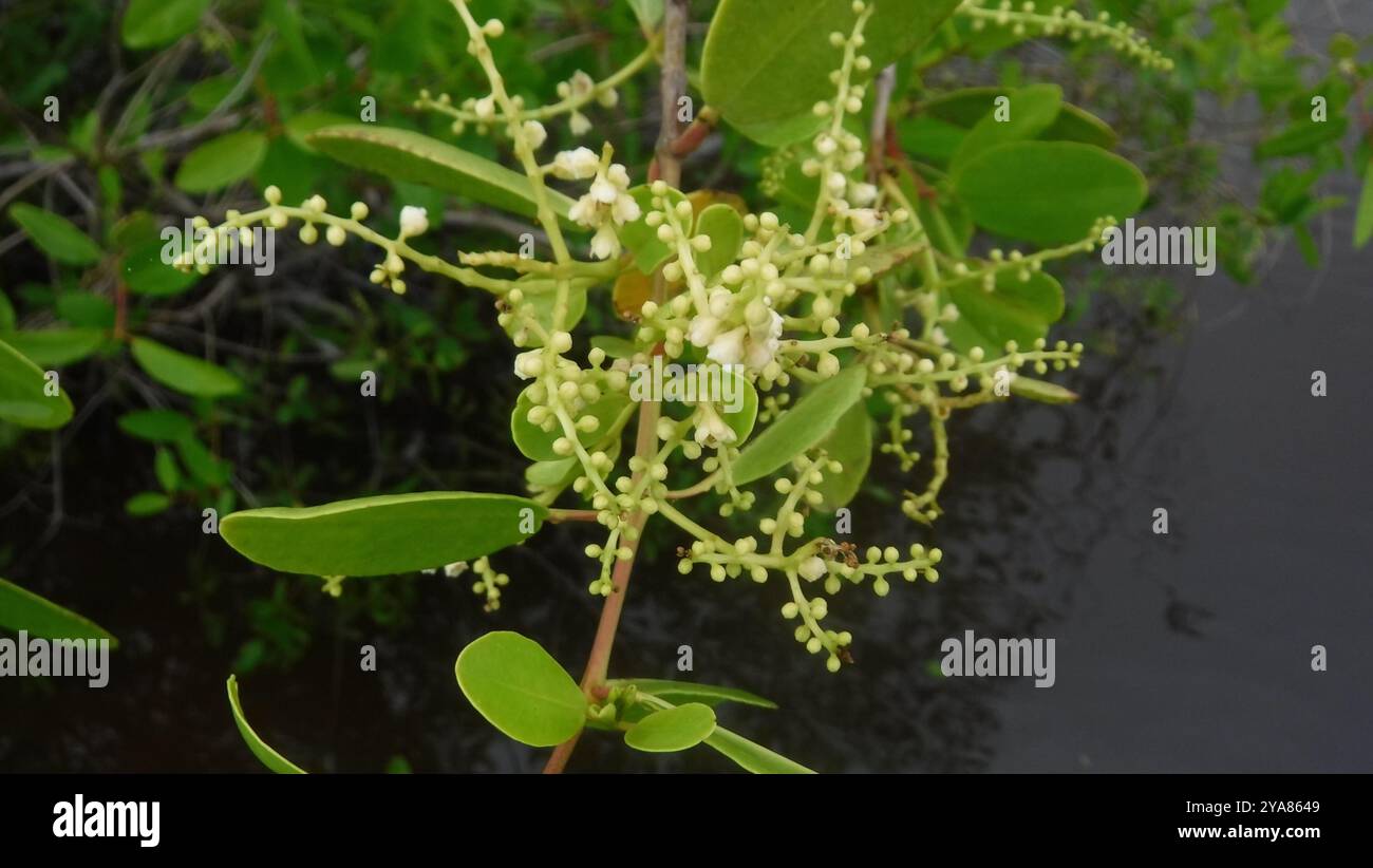White Mangrove (Laguncularia racemosa) Plantae Stock Photo - Alamy