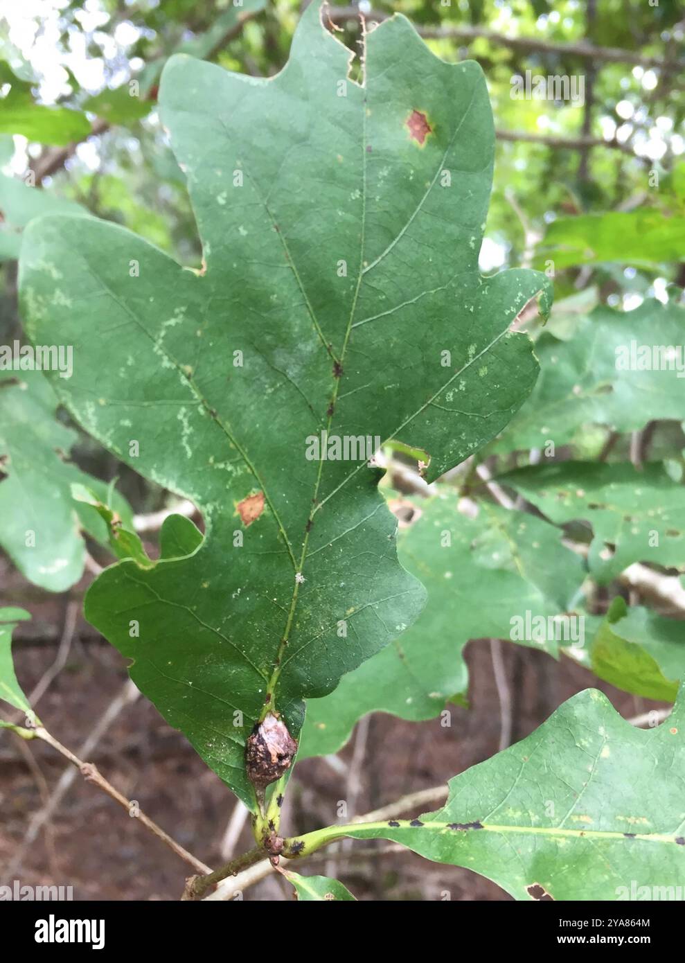 Oak Petiole Gall Wasp (Andricus quercuspetiolicola) Insecta Stock Photo ...