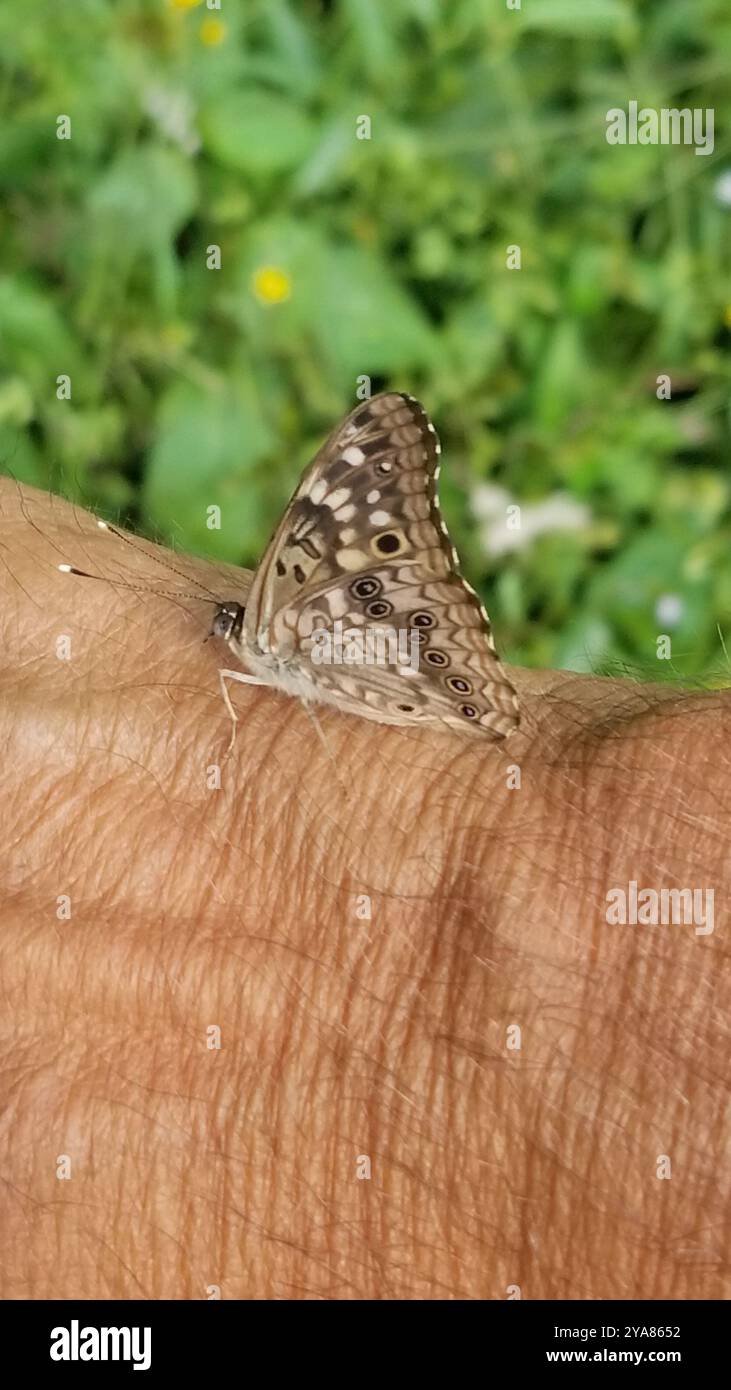 Hackberry Emperor (Asterocampa celtis) Insecta Stock Photo - Alamy