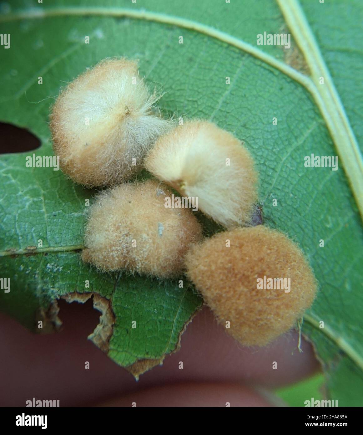 Woolly Oak Gall Wasp (Callirhytis lanata) Insecta Stock Photo - Alamy