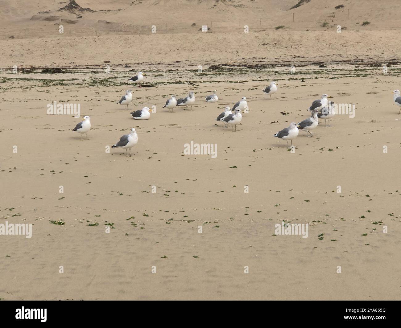 California Gull (Larus californicus) Aves Stock Photo - Alamy