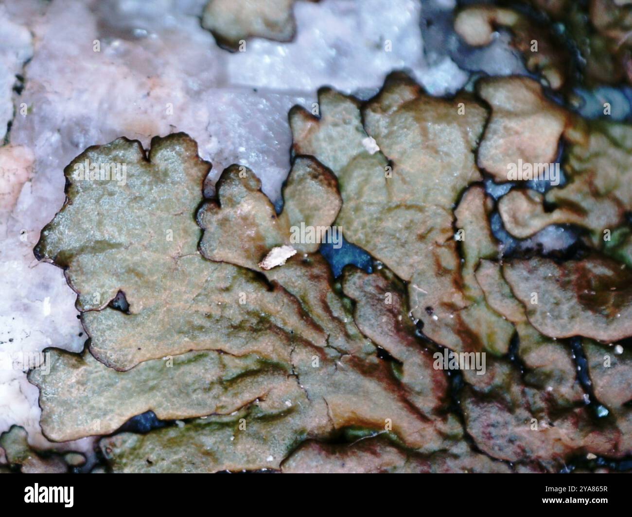 Brown Rock Shield Lichens (Neofuscelia) Fungi Stock Photo - Alamy