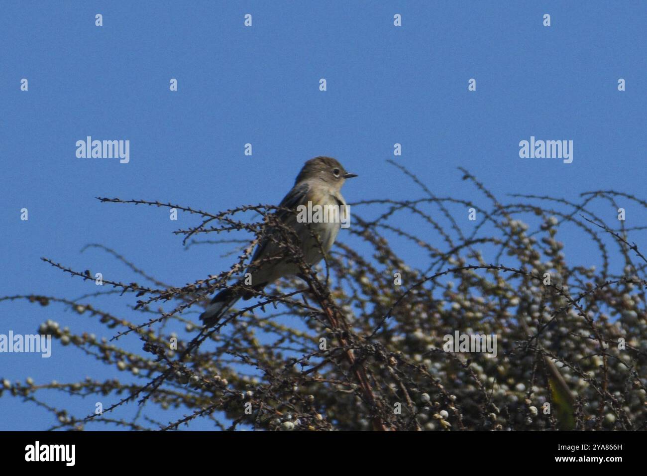 Audubon's Warbler (Setophaga coronata auduboni) Aves Stock Photo - Alamy