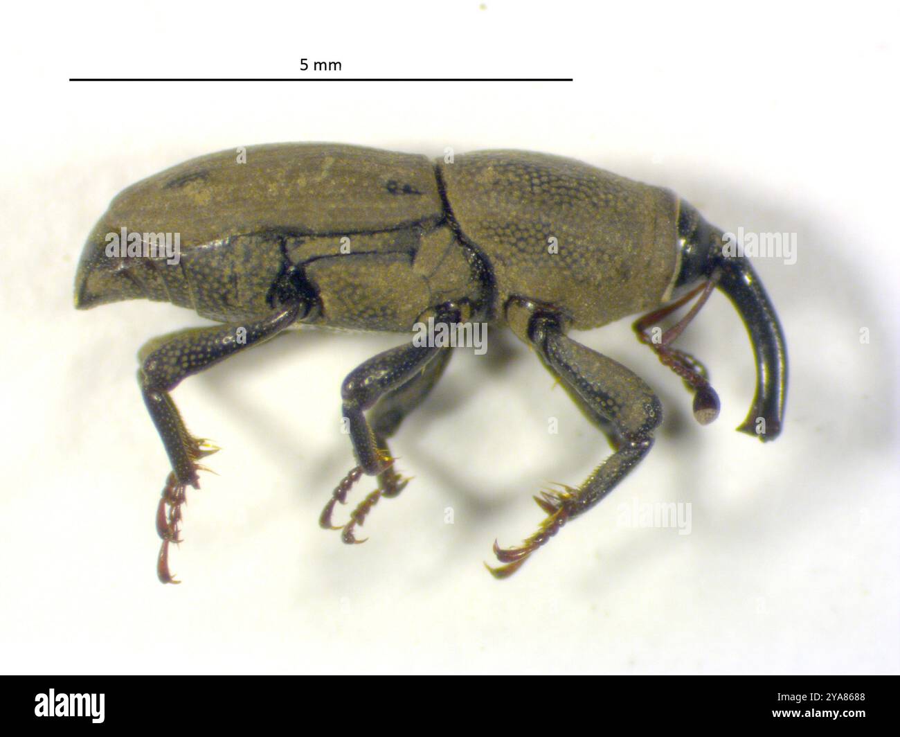Billbug Weevils (Sphenophorus) Insecta Stock Photo - Alamy