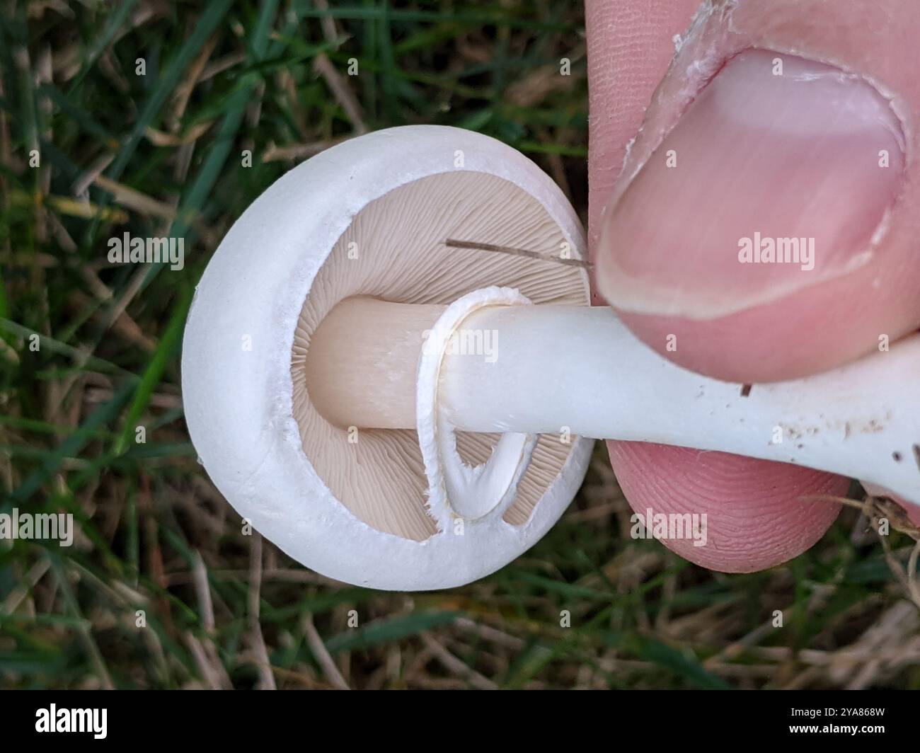 White Dapperling (Leucoagaricus leucothites) Fungi Stock Photo - Alamy