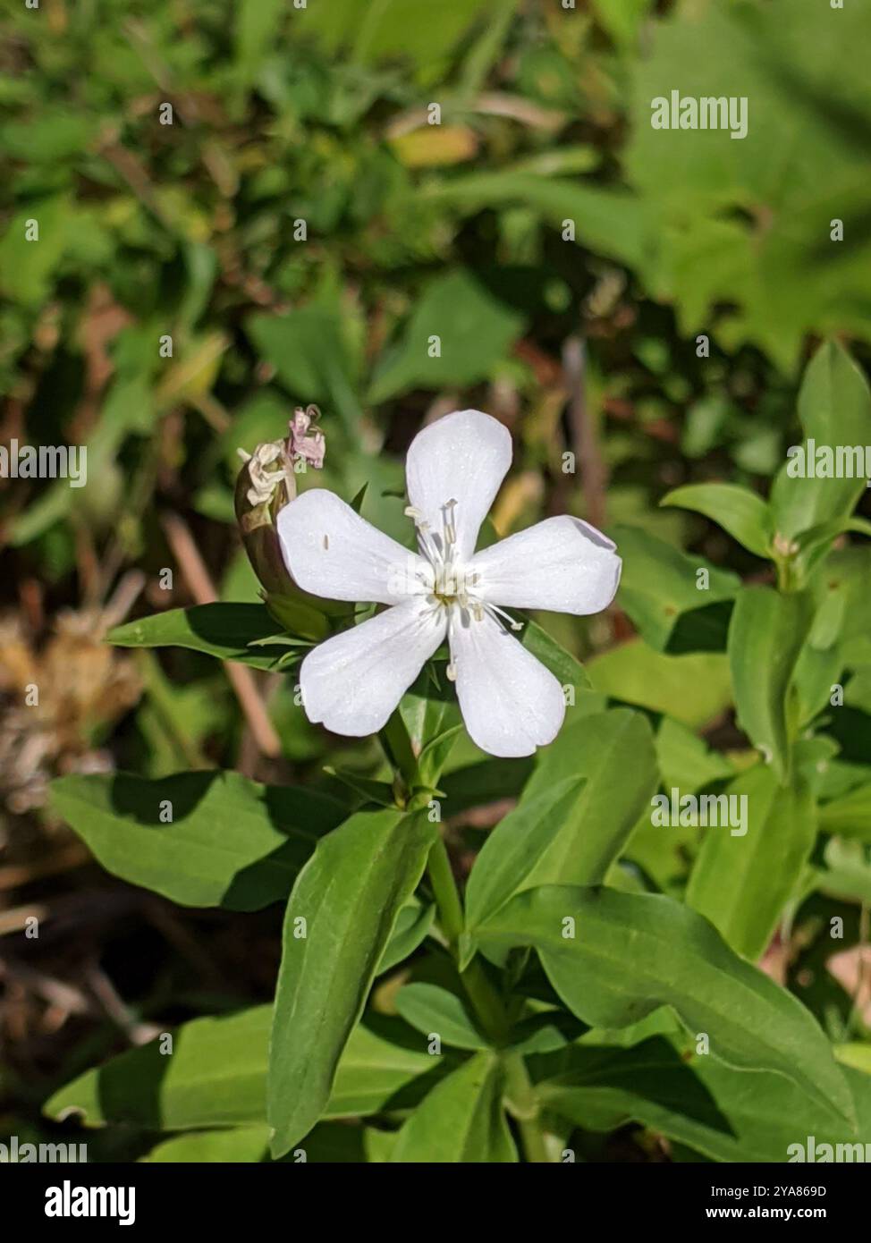 common soapwort (Saponaria officinalis) Plantae Stock Photo - Alamy
