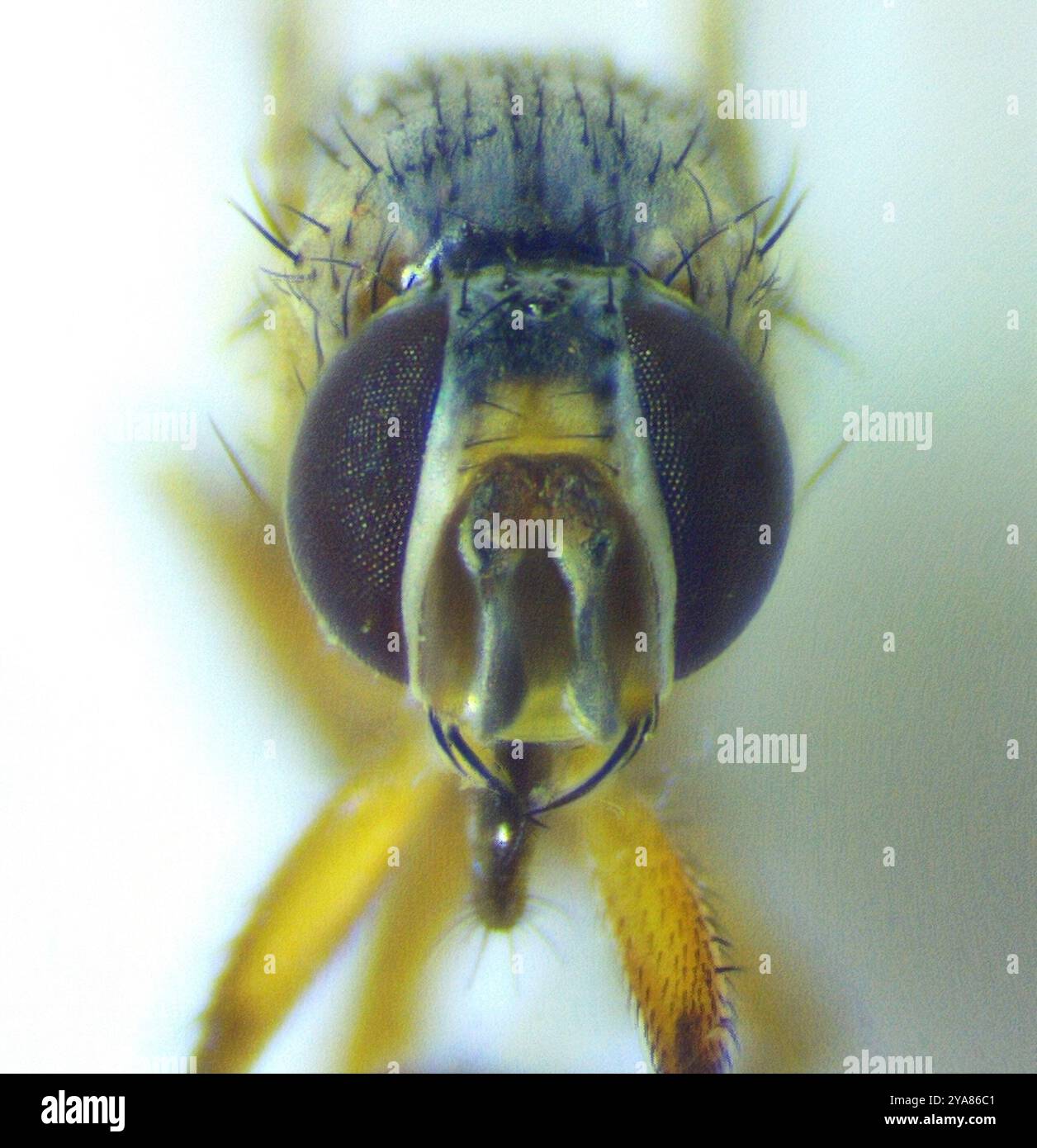 Bermudagrass Stem Maggot (Atherigona reversura) Insecta Stock Photo - Alamy