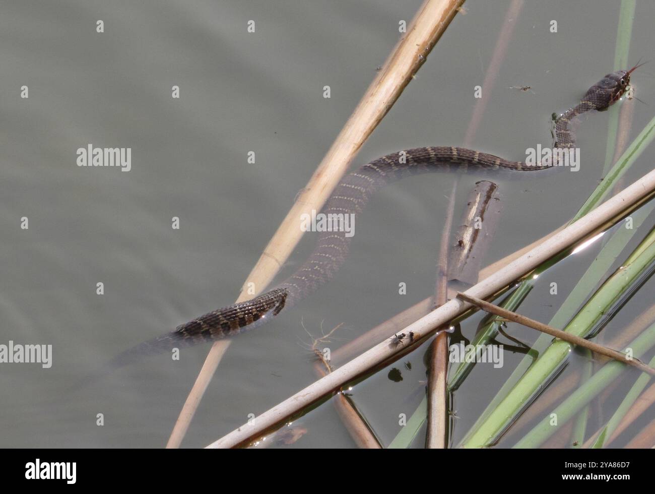 Plain-bellied Watersnake (Nerodia erythrogaster) Reptilia Stock Photo ...