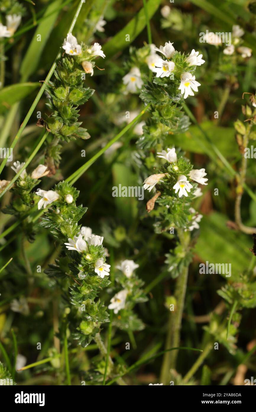 Common Eyebright (Euphrasia nemorosa) Plantae Stock Photo - Alamy
