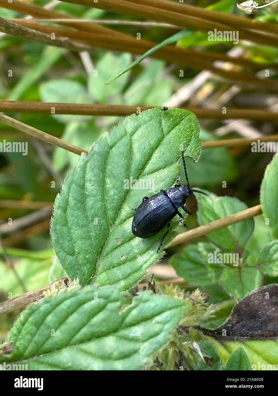 black-punctured leaf beetle (Galeruca tanaceti) Insecta Stock Photo - Alamy