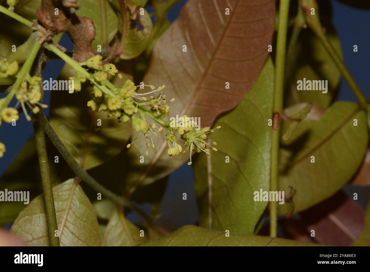 Ceylon Oak (Schleichera oleosa) Plantae Stock Photo - Alamy