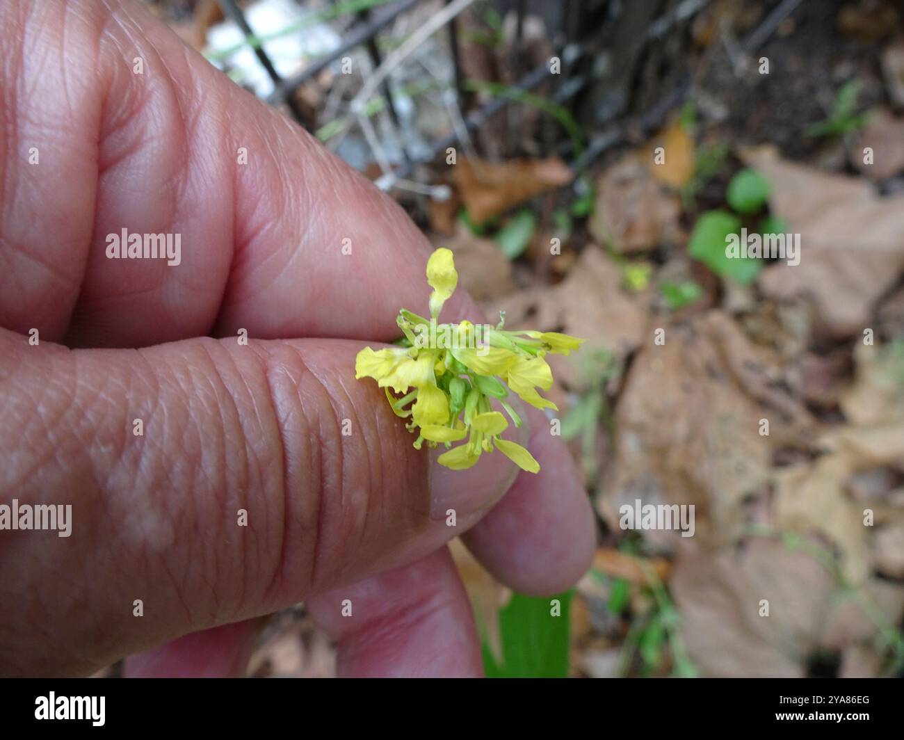 Shortpod Mustard (Hirschfeldia incana) Plantae Stock Photo - Alamy