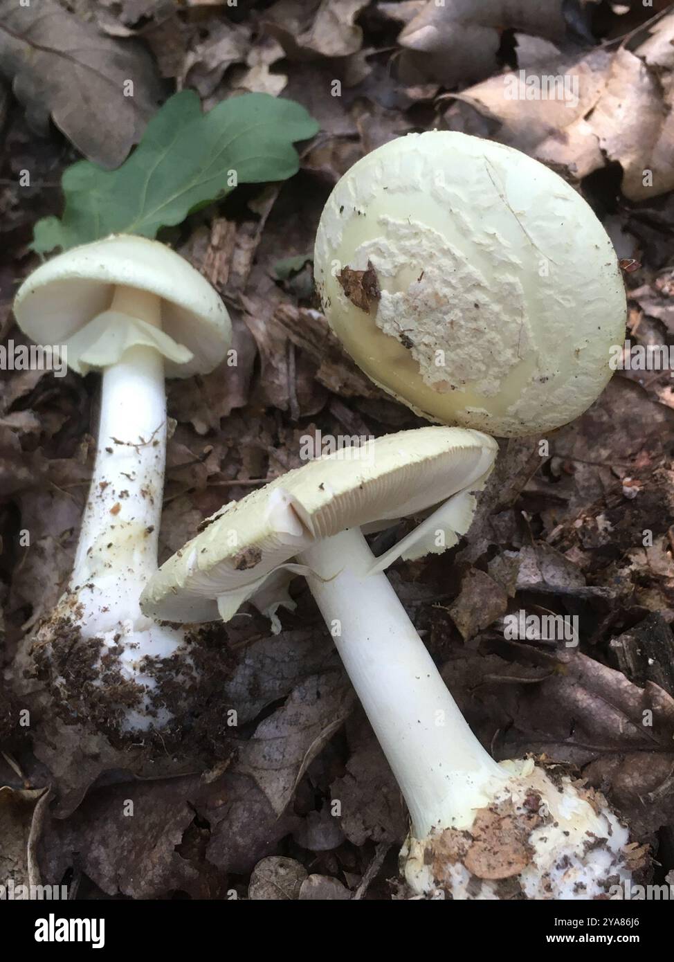 False Death-cap (Amanita citrina) Fungi Stock Photo - Alamy
