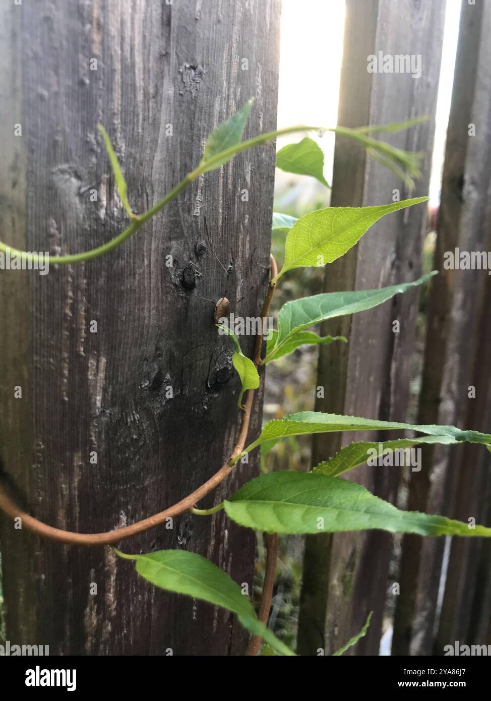 European Harvestman (Phalangium opilio) Arachnida Stock Photo - Alamy
