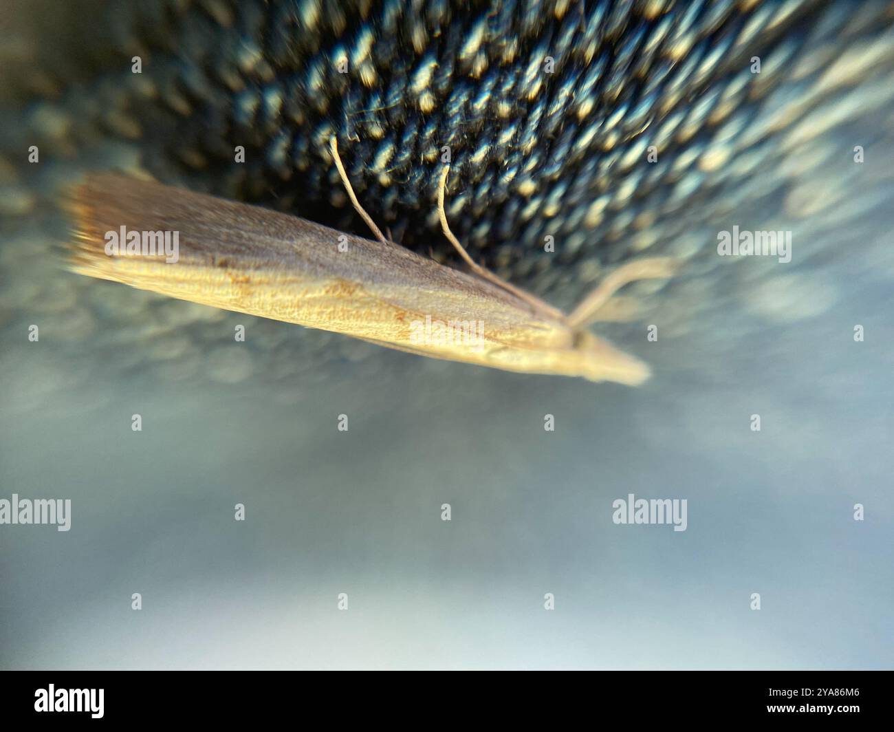 Barred Grass-veneer (Agriphila inquinatella) Insecta Stock Photo - Alamy
