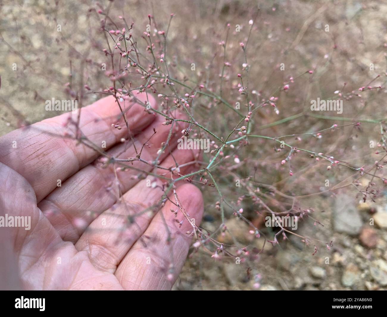 tree-like puncturebract (Oxytheca dendroidea dendroidea) Plantae Stock ...