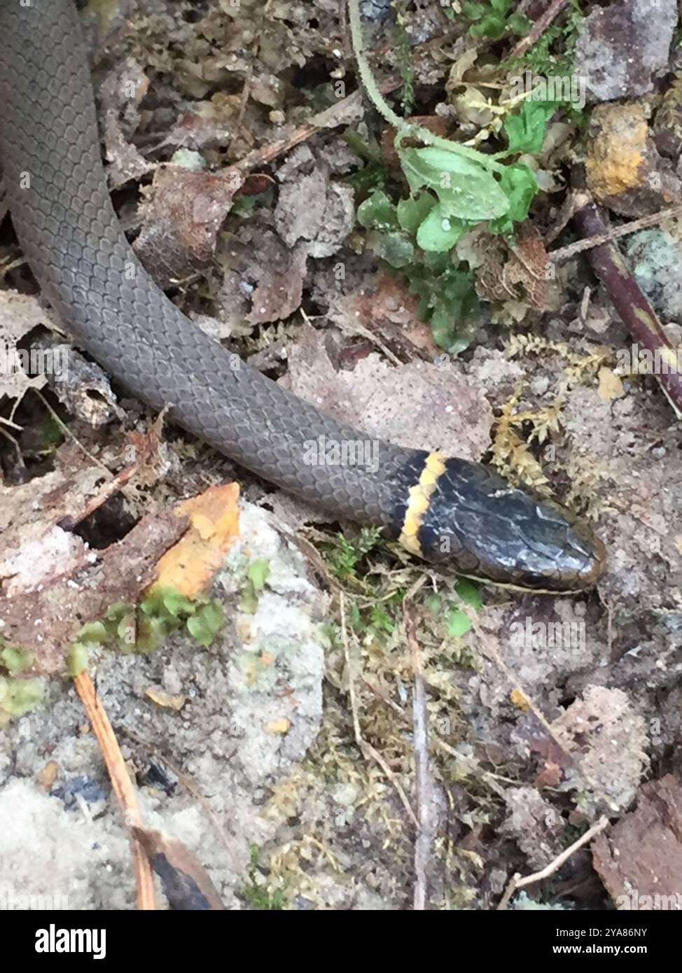 ring-necked snake (Diadophis punctatus) Reptilia Stock Photo - Alamy
