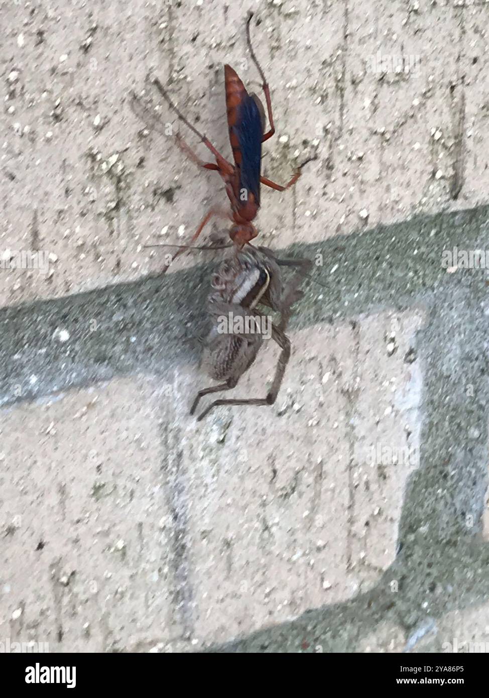 Rusty Spider Wasp (Tachypompilus ferrugineus) Insecta Stock Photo - Alamy