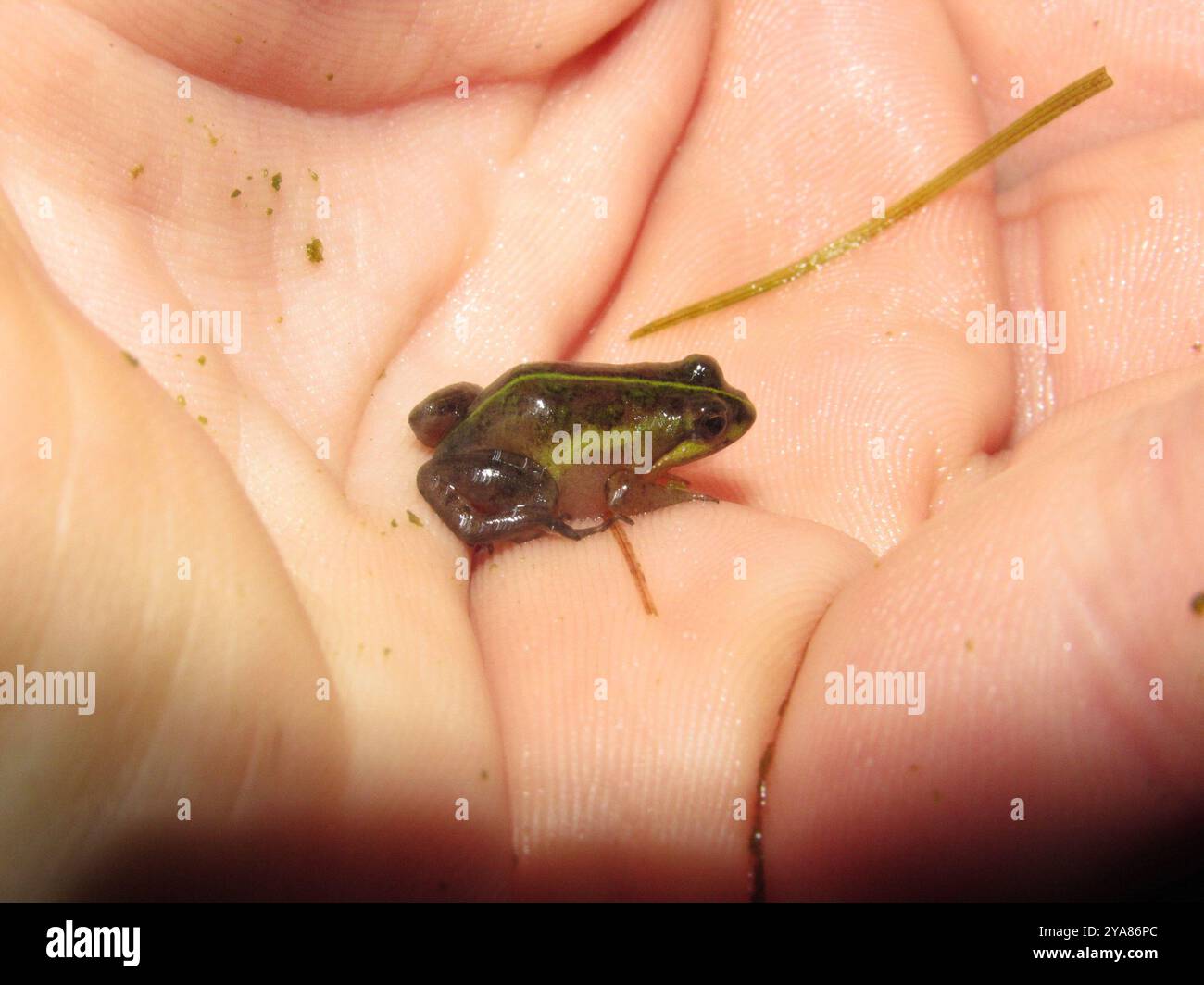 Micro Frog (Microbatrachella capensis) Amphibia Stock Photo - Alamy