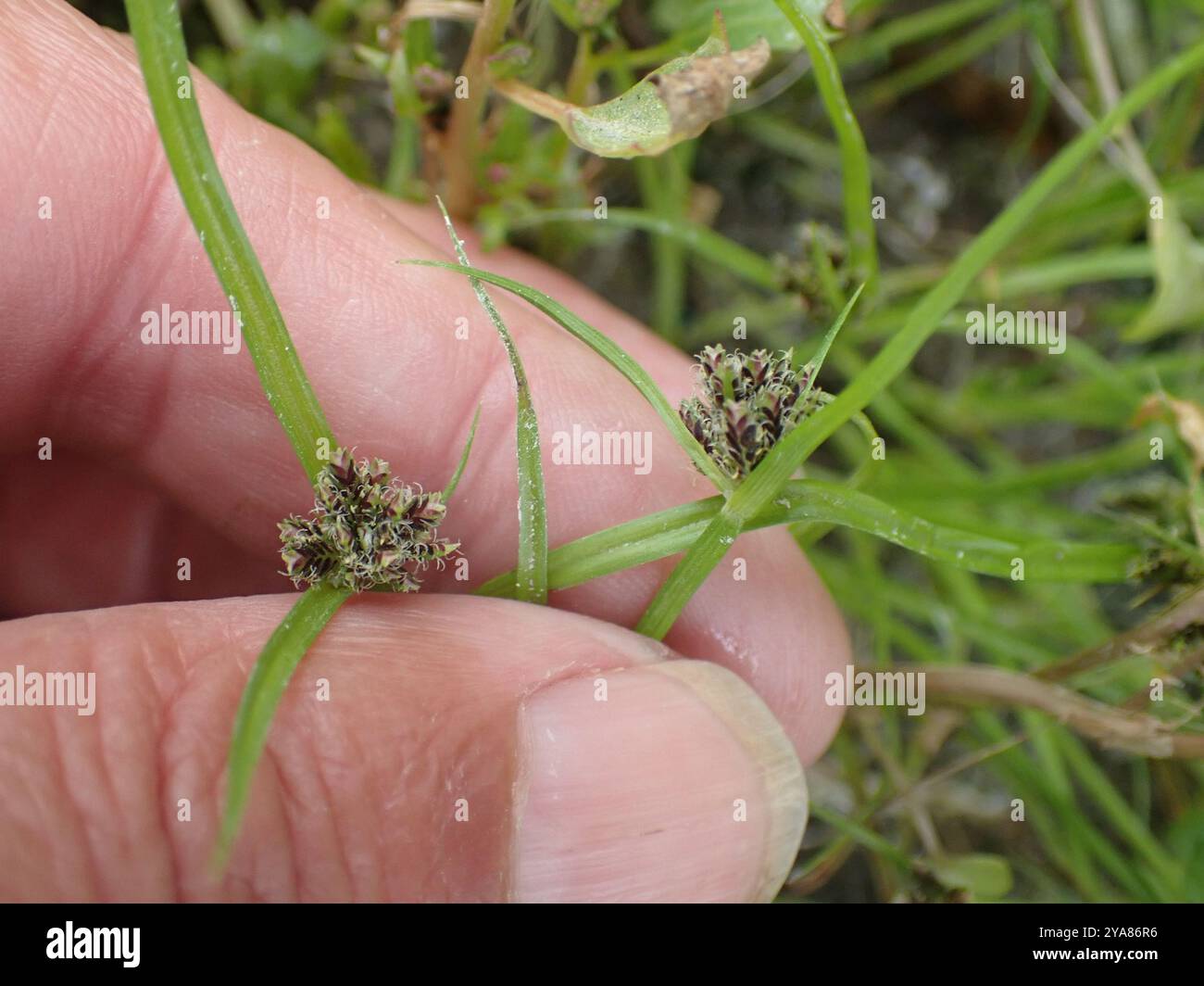 Brown Flatsedge (Cyperus fuscus) Plantae Stock Photo - Alamy