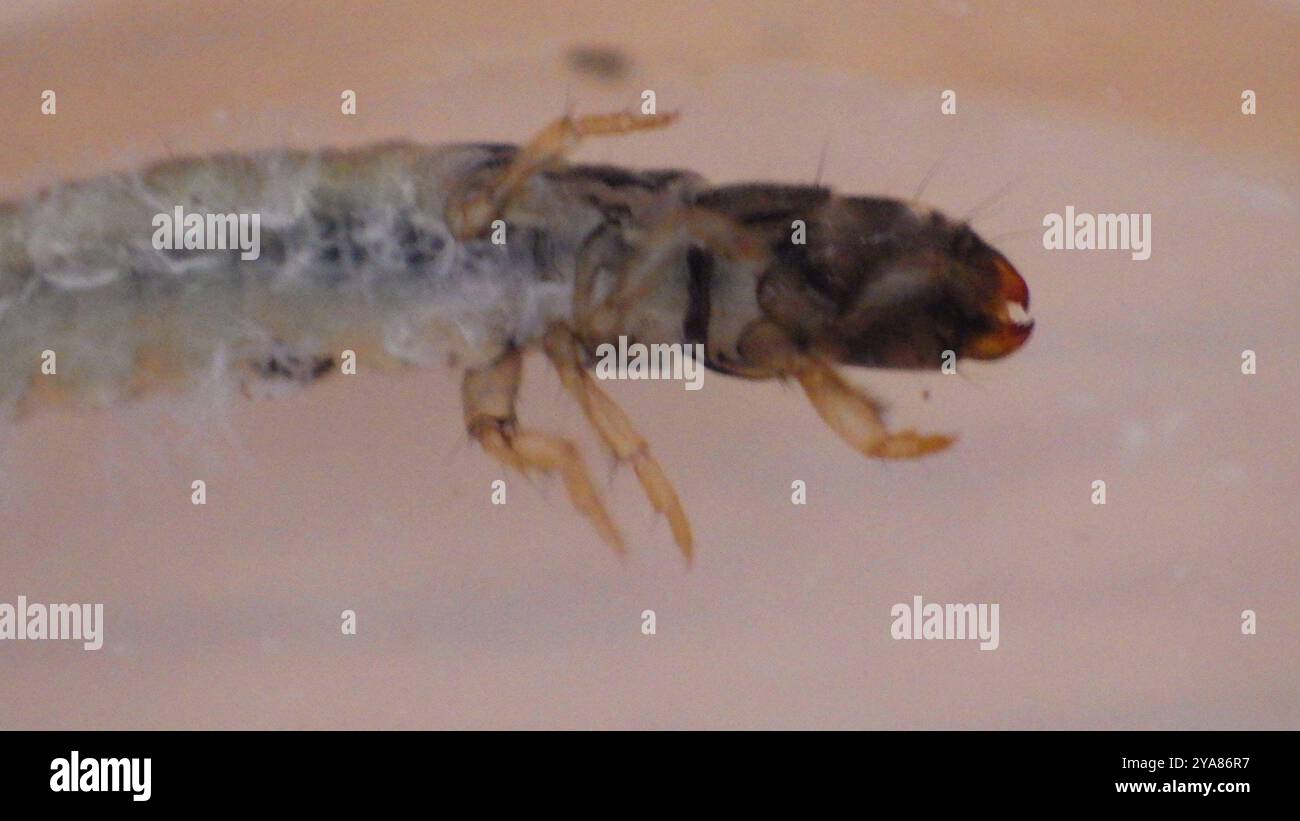 Little Sister Sedges (Cheumatopsyche) Insecta Stock Photo - Alamy